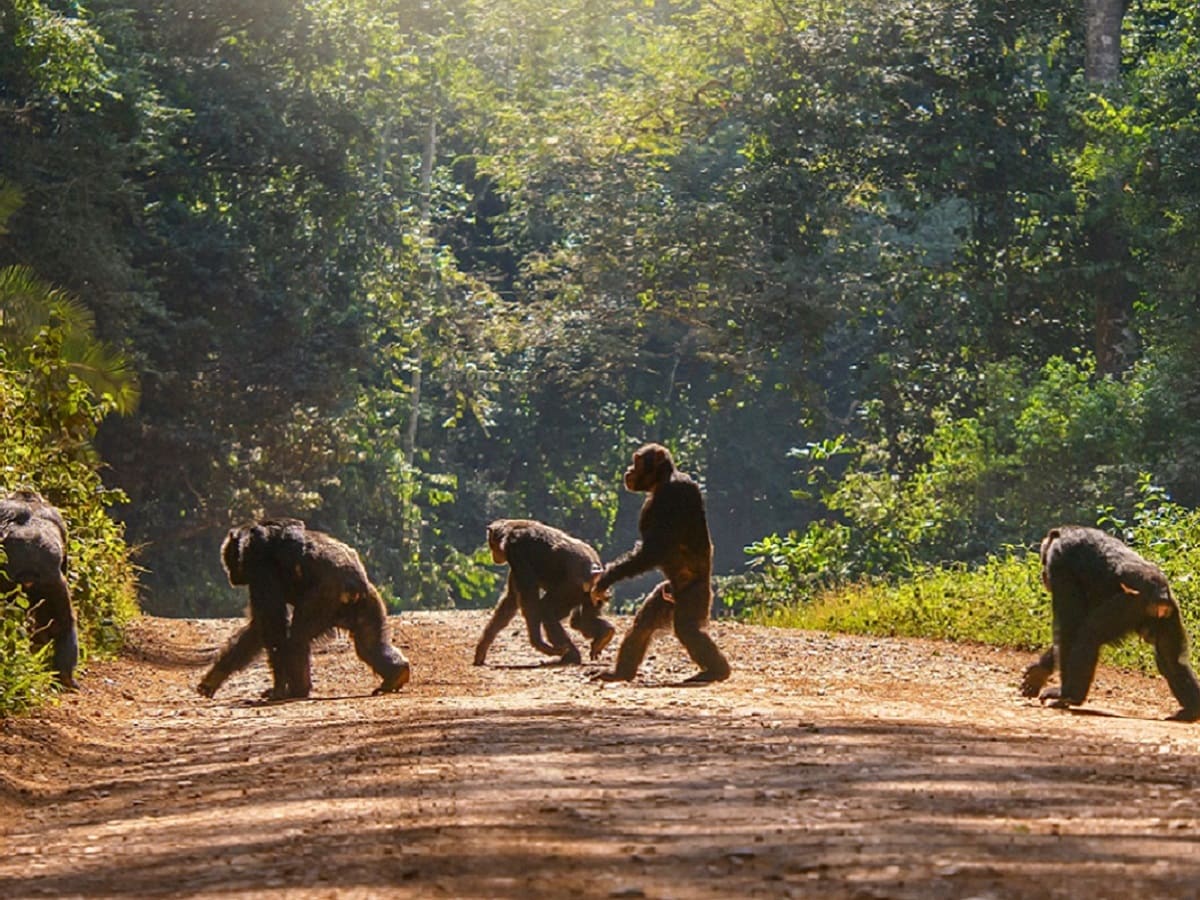 पुरातन मानव ने जमीन पर नहीं पेड़ों पर ही सीखा था दो पैरों पर चलना ...