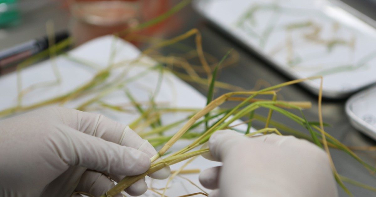 China Space rice: धान का पौधा अंतरिक्ष से वापस लेकर आ गया चीन, जानें ...
