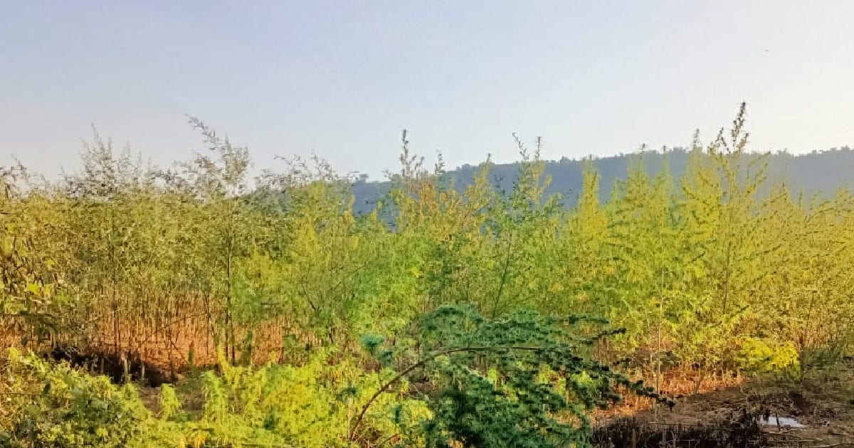 झारखंड: गिरिडीह के गांवों में अरहर के बीच होती है 'जहर' की खेती ...