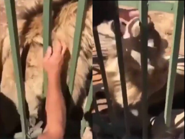 Viral Video: शेर के आगे होशियारी कर रहा था शख्स, अगले ही पल जो हुआ वो ...