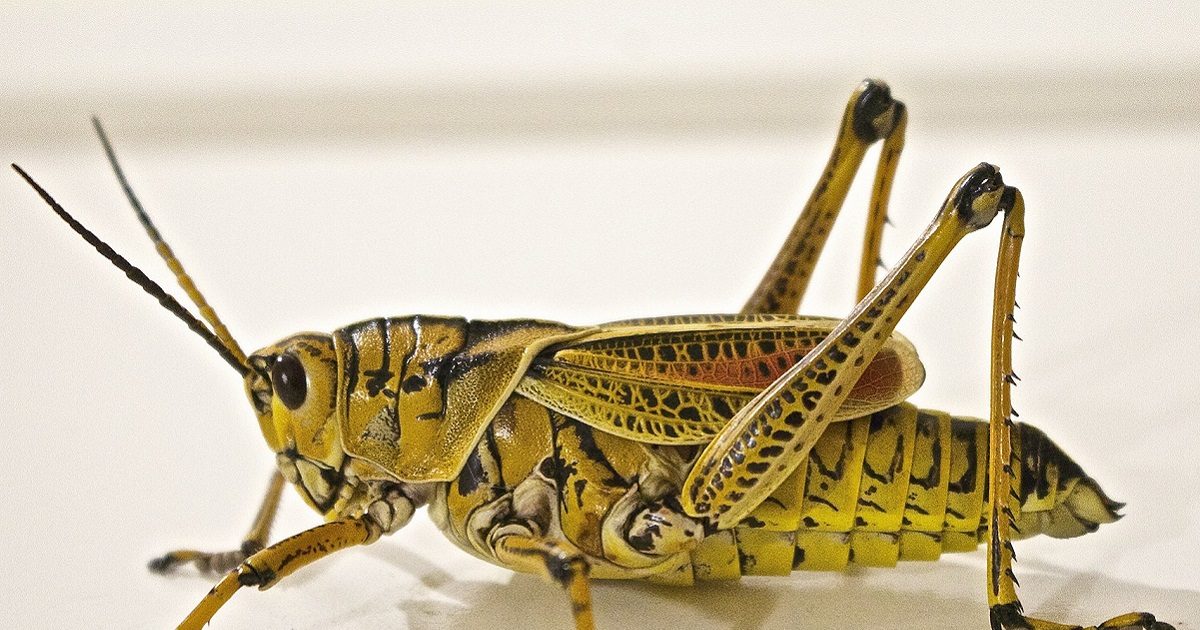 मादा टिड्डी की कौन सी क्षमता को माना जा रहा है सुपरपॉवर? - female ...