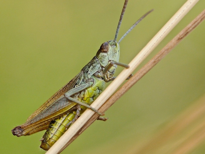 मादा टिड्डी की कौन सी क्षमता को माना जा रहा है सुपरपॉवर? - female ...