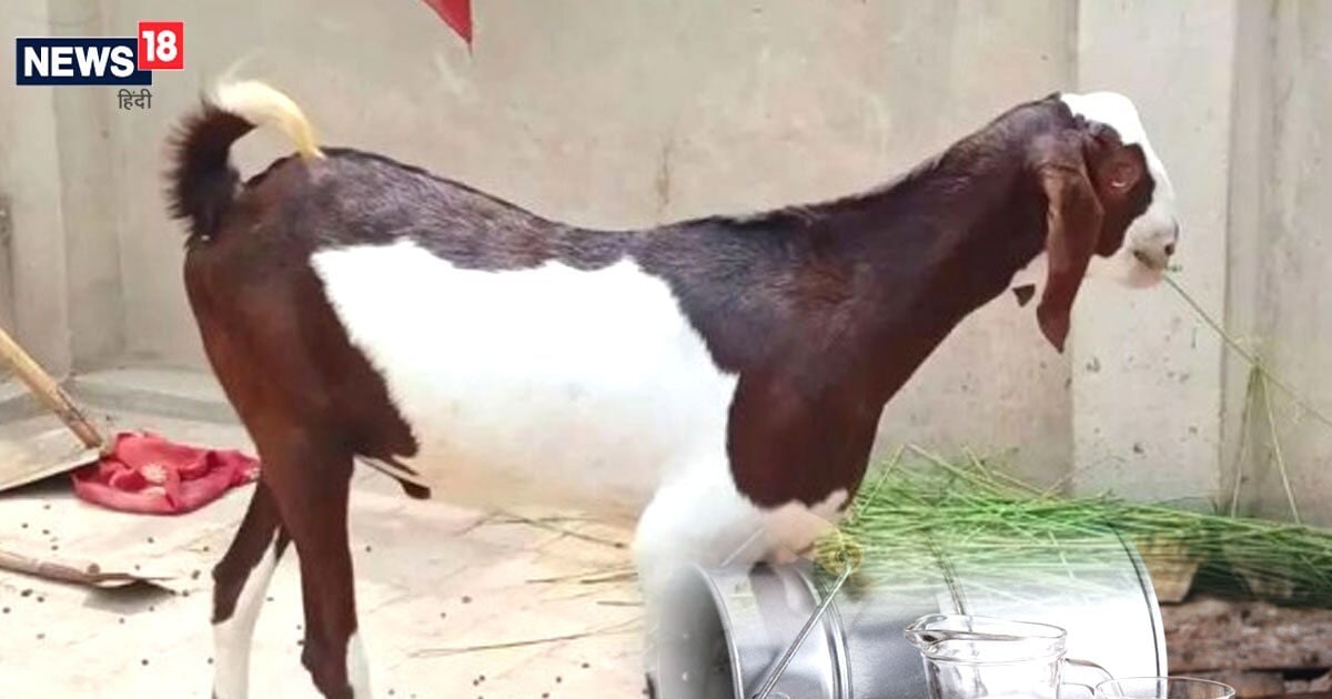 अद्भुत, अविश्वसनीय! बुरहानपुर का बकरा 'सुल्तान', बकरियों की तरह देता है ...