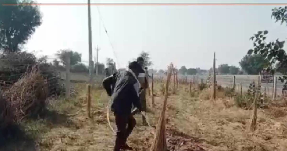 Churu Weather News: चूरू में 0 डिग्री चला जाता है तापमान, पौधों को ...