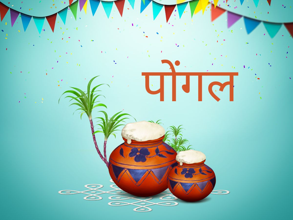 Significance Of Pongal Festival In India In Hindi - Infoupdate.org