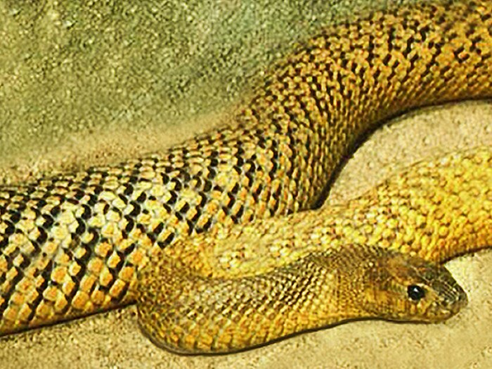 सांपों के जहर के बारे में क्या नया पता लगा है वैज्ञानिकों को - study ...