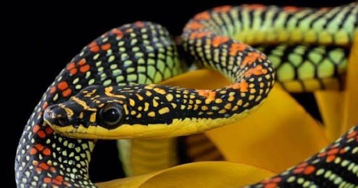 उड़न सर्पों के जैसे उड़ने वाले रोबोट कैसे तैयार कर हैं वैज्ञानिक ...