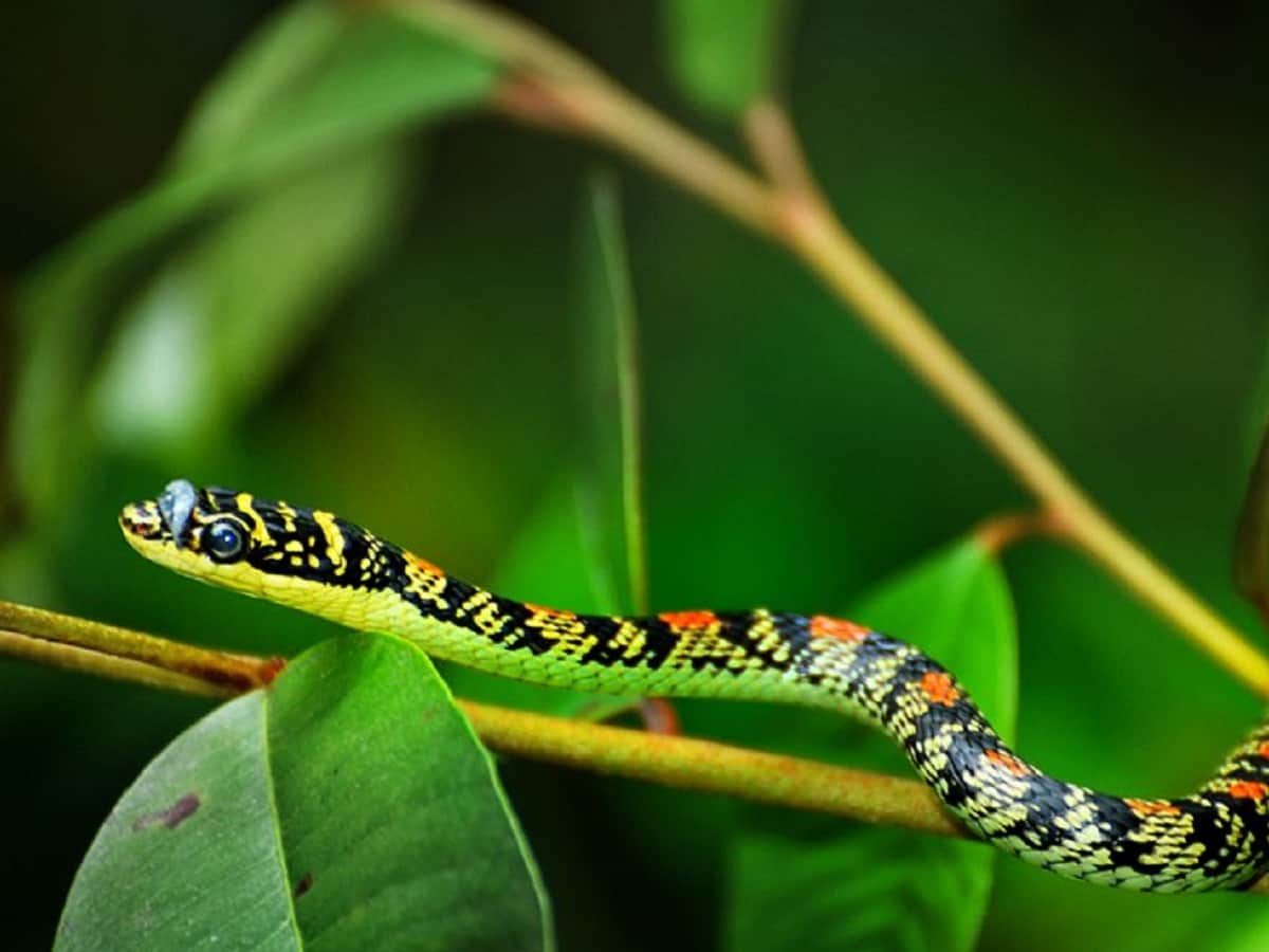 उड़न सर्पों के जैसे उड़ने वाले रोबोट कैसे तैयार कर हैं वैज्ञानिक ...