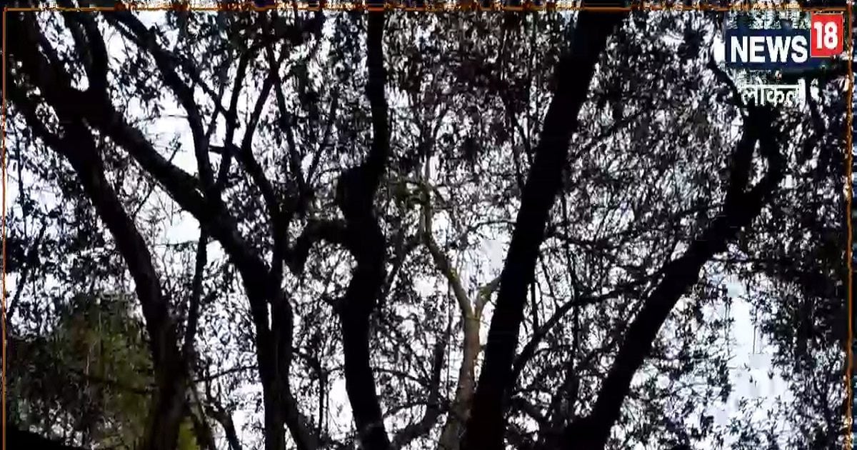 उत्तराखंड में यहां है समुद्र मंथन में निकला कल्पवृक्ष, भारत में सिर्फ ...