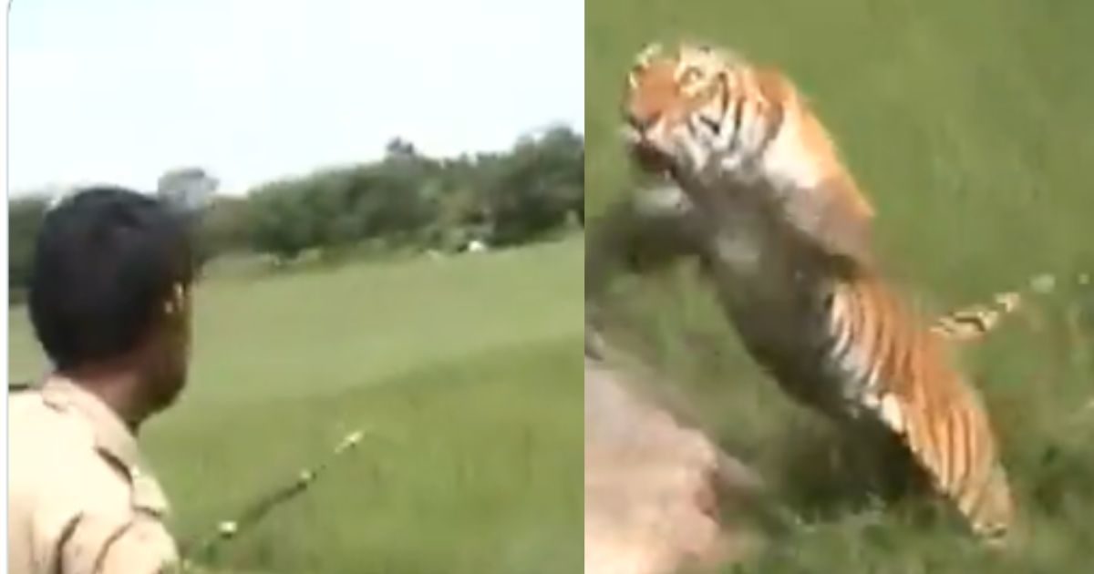 हाथी पर बैठे महावत पर टाइगर ने छलांग लगाकर मारा झपट्टा, दिल दहला देगा ...