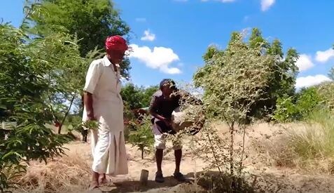 OMG: यहां रेत के दरिया में नजर आ रहे हैं ग्रीन आइलैंड, आप भी देखें ...