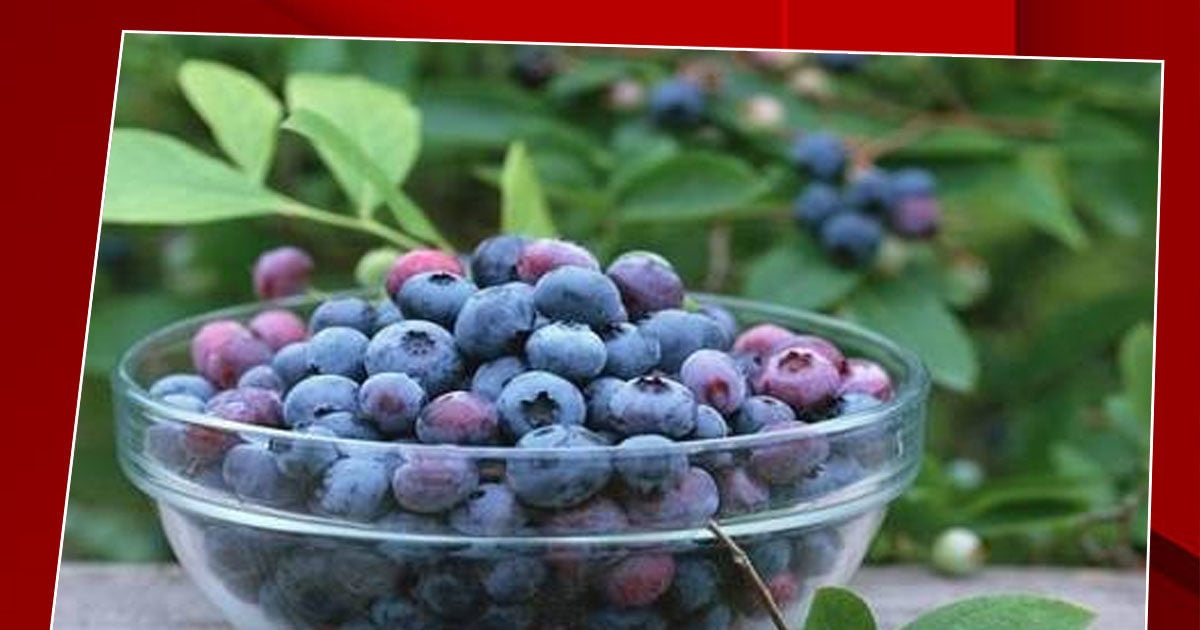Weight Loss Tips: मोटापा और रोग दोनों होंगे छूमंतर! खाएं ये 5 अद्भुत ...
