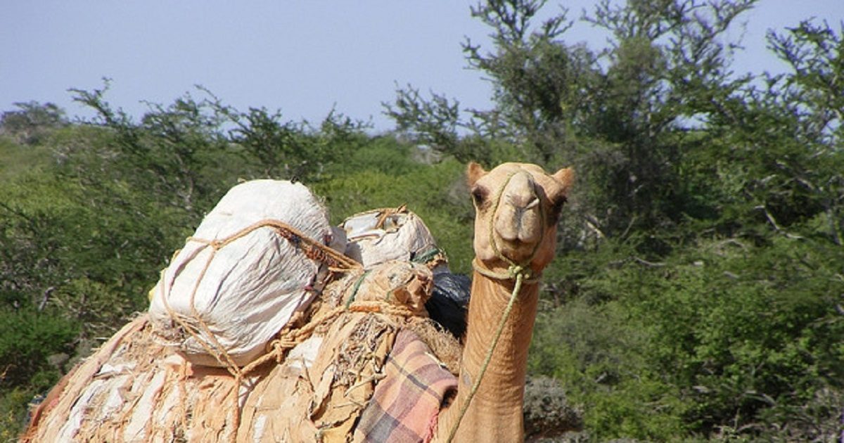 ऊंट के आंसू में है सांप के जहर से बचने की ताकतवर दवा, क्या कहती है ...