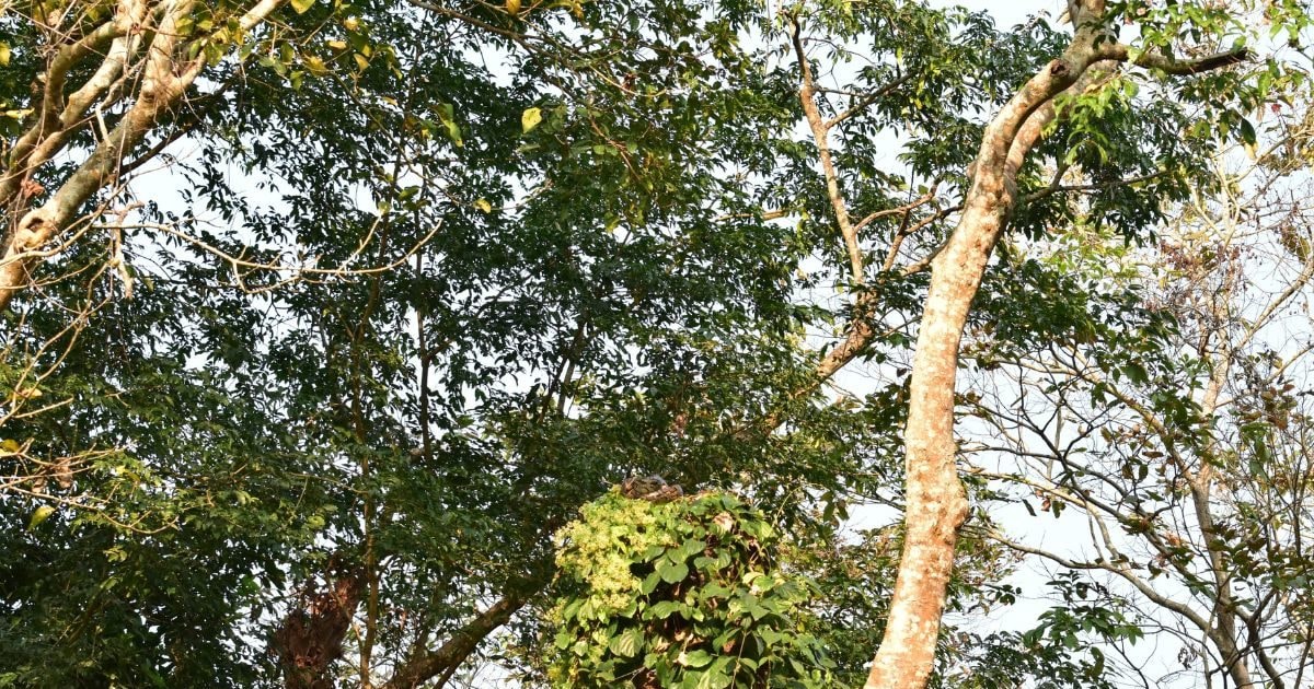 तस्वीर में छुपा बैठा है खौफनाक जीव, IFS ऑफिसर ने फोटो शेयर कर पूछा ...