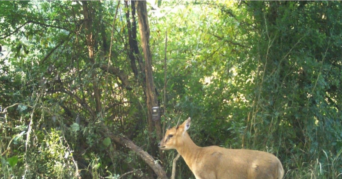सरिस्का टाइगर रिजर्व में आठ साल बाद कैमरे में कैद हुआ दुर्लभ प्रजाति का ...