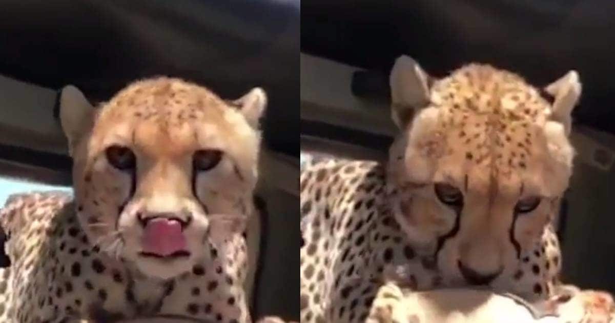 जंगल में जा रहे शख्स की गाड़ी में कूद पड़ा चीता, Video देखकर दंग हुए ...