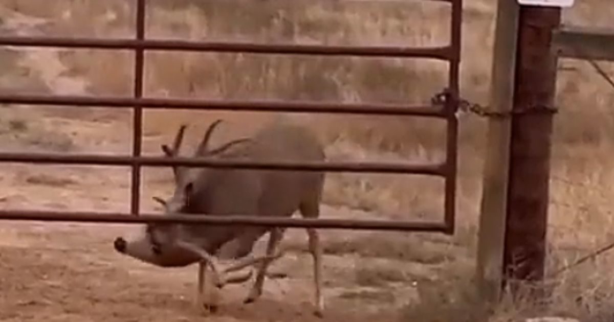 Viral Video: हिरण की होशियारी कर देगी हैरान! बड़ी सींघ बन रही थी रास्ता ...