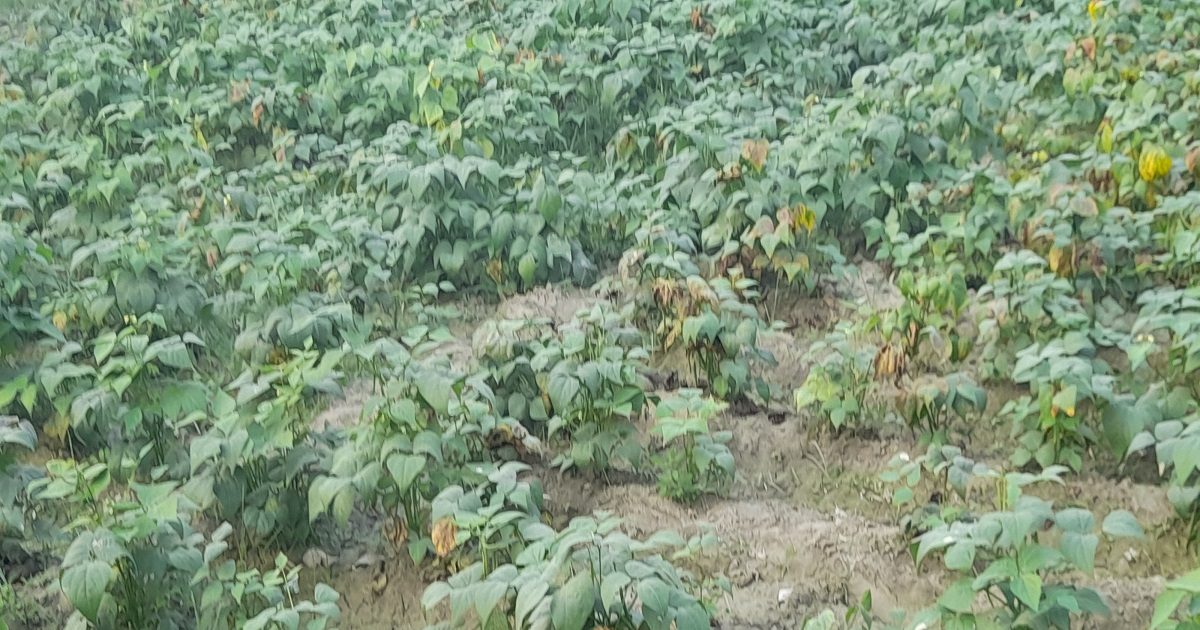 Agriculture news: किसानों के लिए काम की खबर, फसल में लगने वाले रोग को ...