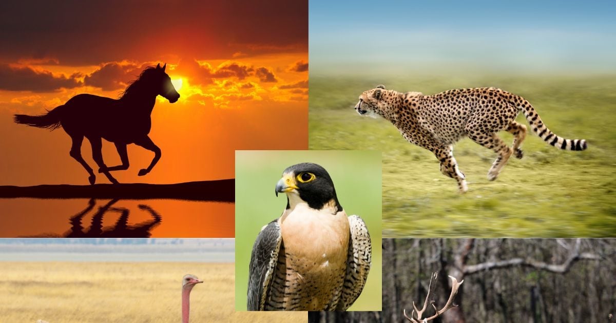 चीता नहीं, ये है दुनिया का सबसे तेज जीव, स्पोर्ट्स कारों से भी ज्यादा ...