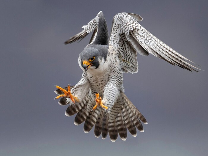 चीता नहीं, ये है दुनिया का सबसे तेज जीव, स्पोर्ट्स कारों से भी ज्यादा ...