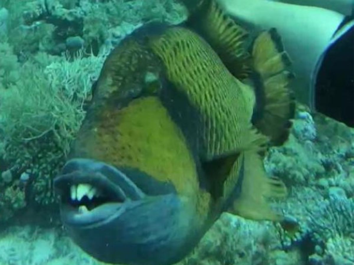 गोताखोर पर रहस्यमयी मछली ने कर दिया हमला! इंसानों जैसे दांत से नोच लिए ...