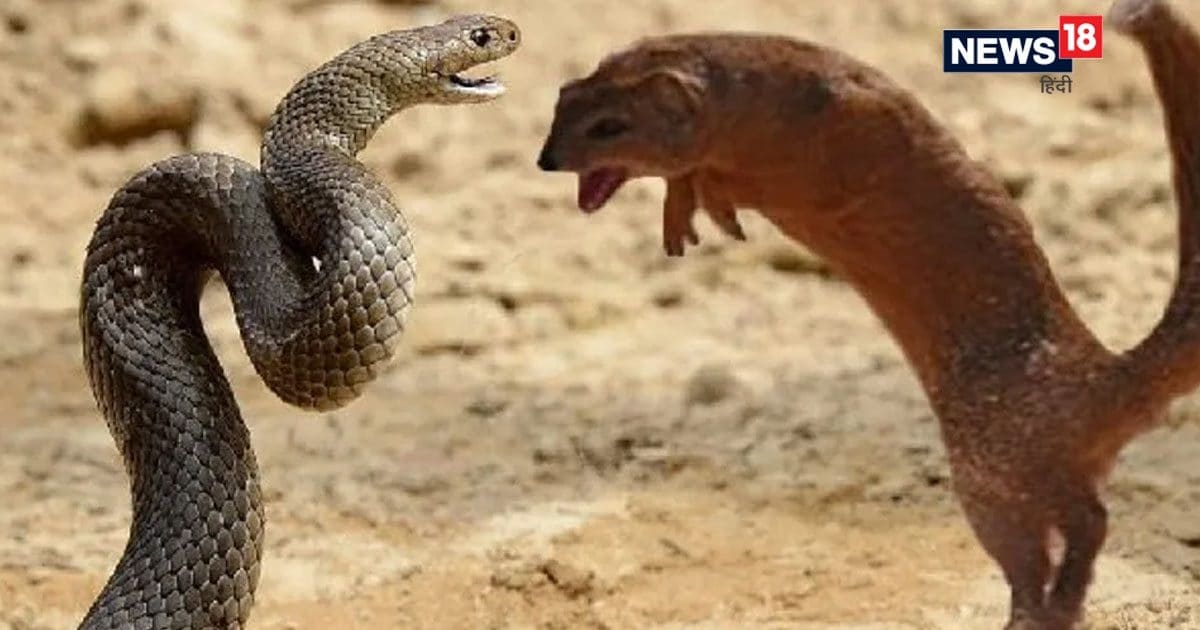 VIDEO: अंतिम सांस तक नेवले से लड़ता रहा किंग कोबरा, देखें जंगल में हुई ...
