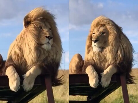 VIDEO: हवा में लहराते शेर के लंबे बालों ने जीता सबका दिल, नहीं देखा ...