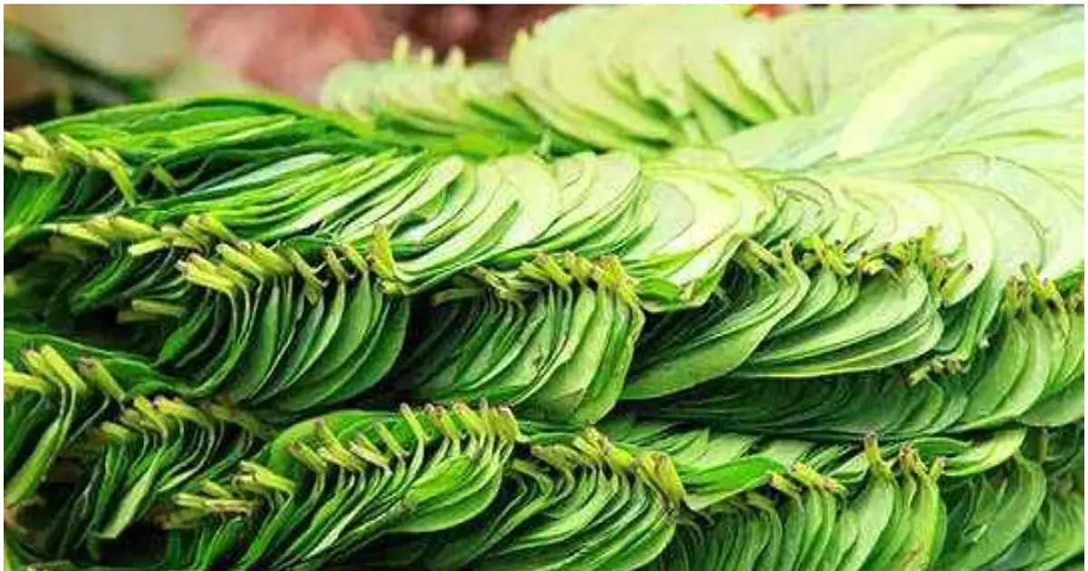 किसानों की परेशानी में कहीं गुम ना हो जाए मगही पान की मिठास और मुंह की ...