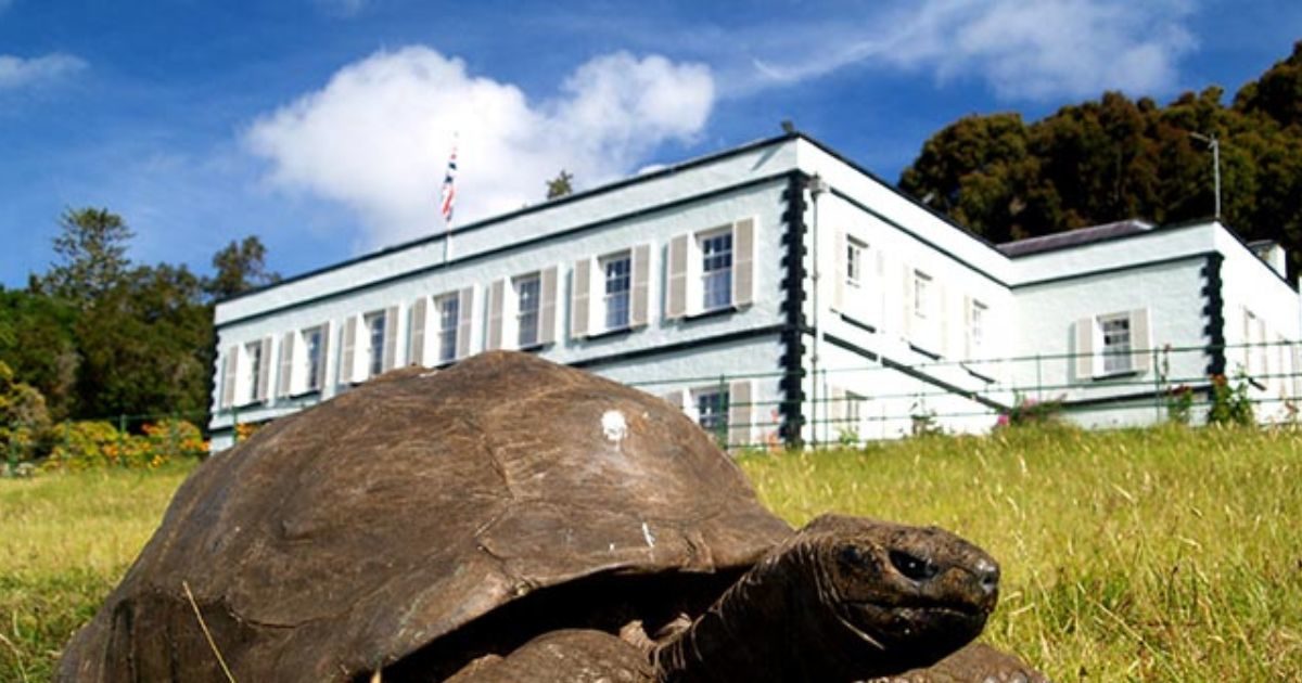 दुनिया के सबसे बुजुर्ग कछुए ने मनाया अपना जन्मदिन, जानिए क्या है जीव की ...