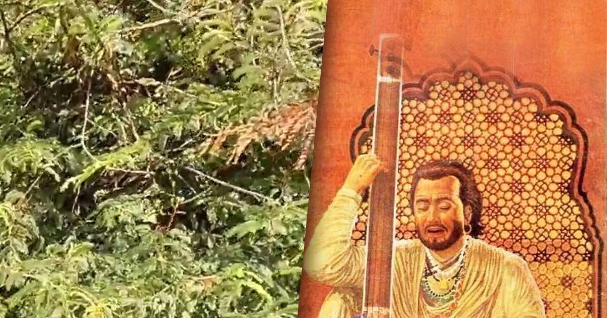 Gwalior: इस इमली के पत्ते खाकर तानसेन अपनी आवाज को करते थे सुरीली ...