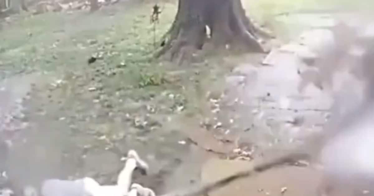 Viral Video: भाले की तरह शख्स के ऊपर आ गिरी पेड़ की डाल, कुछ इंच दूर से ...