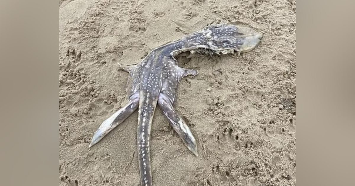 बीच पर बह आया विचित्र जीव, लोगों ने समुद्री राक्षस से की तुलना! कहा ...