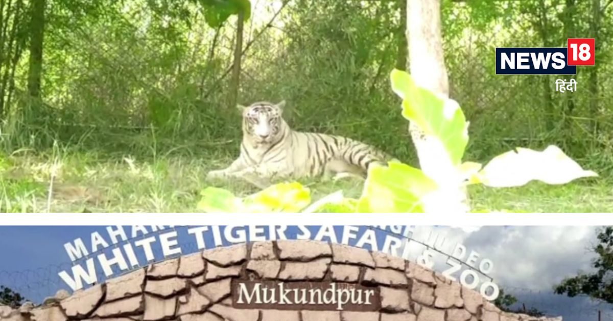 Mukundpur Tiger Safari: सफेद बाघों और बब्बर शेरों के साथ करें नये साल ...