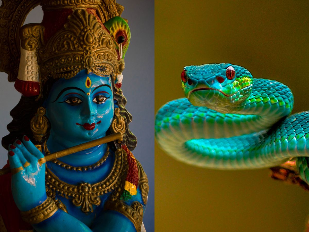किस वरदान की वजह से पूजे जाते हैं सांप? शास्त्रों में कही गई है यह बात ...