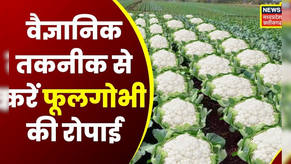 Phool Gobhi Ki Kheti | पछेती फूलगोभी की रोपाई में किसान करें ये काम,फसल ...