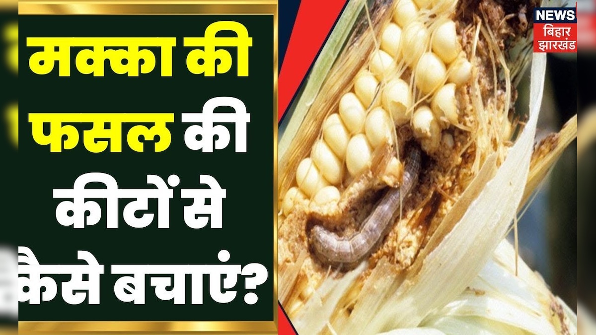 Makka Farming : मक्का की फसल की कीटों से कैसे बचाएं | Annadata ...