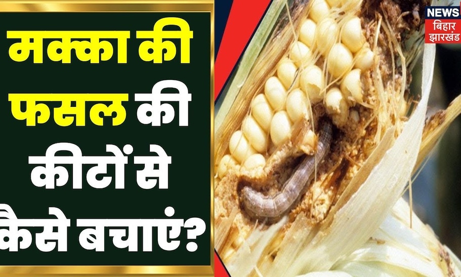 Makka Farming : मक्का की फसल की कीटों से कैसे बचाएं | Annadata ...