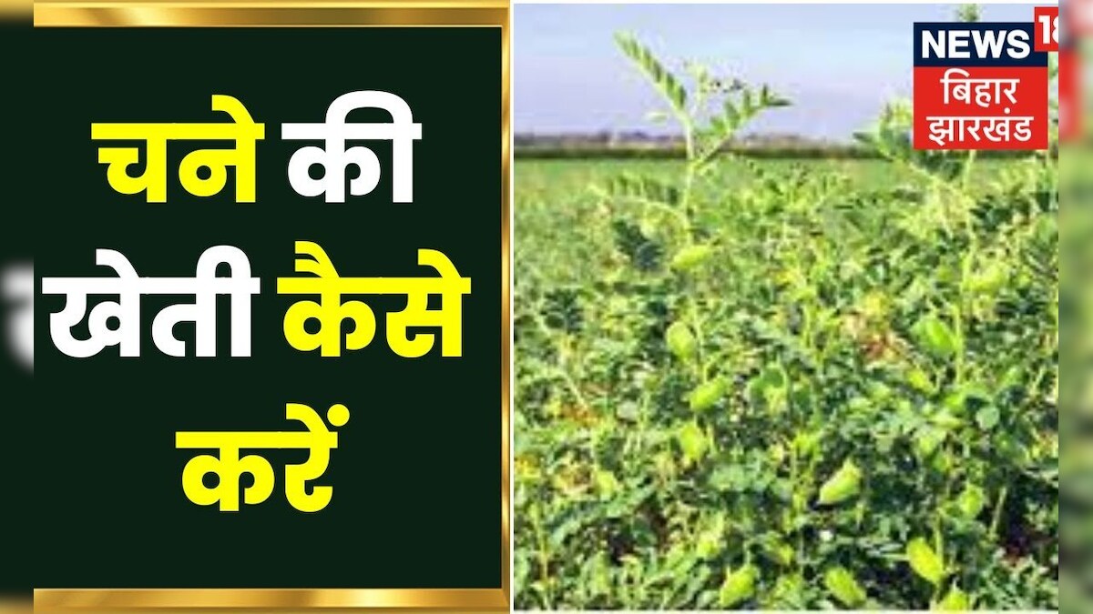 Annadata : चने की खेती कैसे करें Chane ki kheti | Gram Kheti | Gram ...