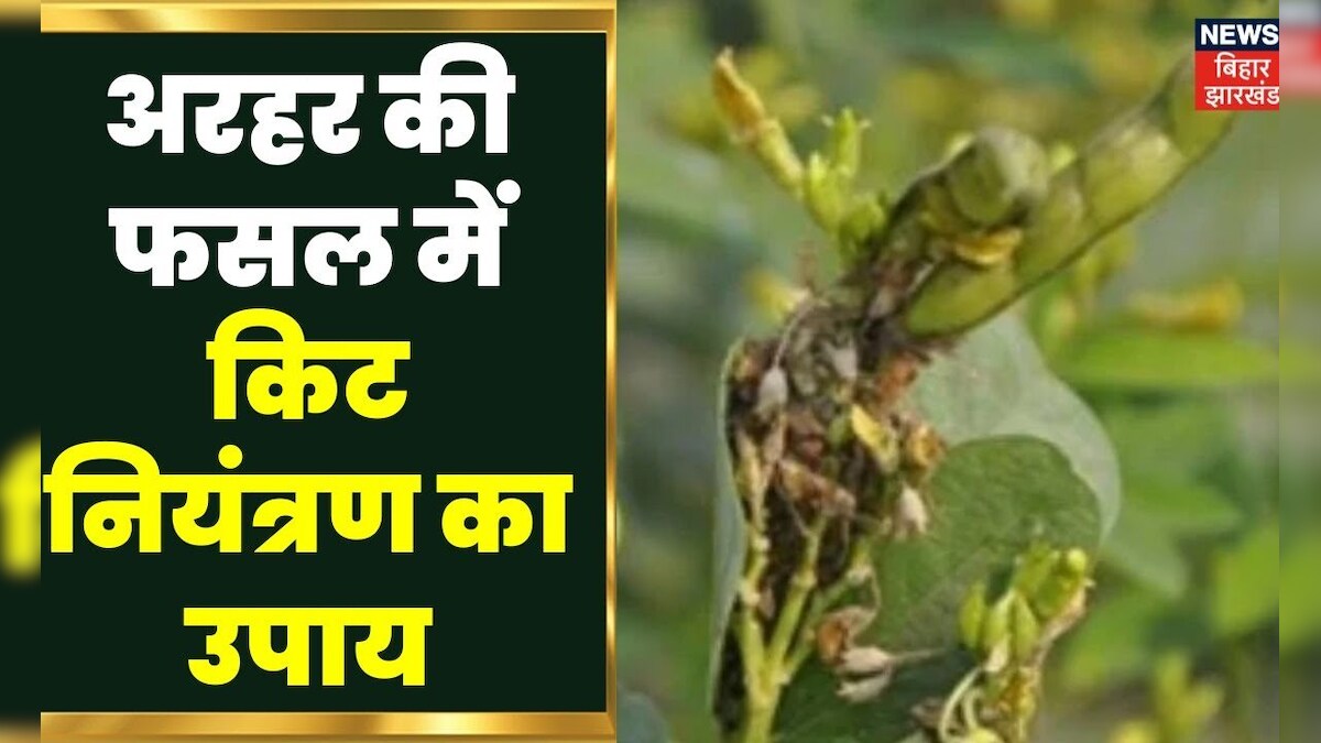 Annadata : अरहर की फसल में किट नियंत्रण का उपाय | Arhar Ki Fasal ...
