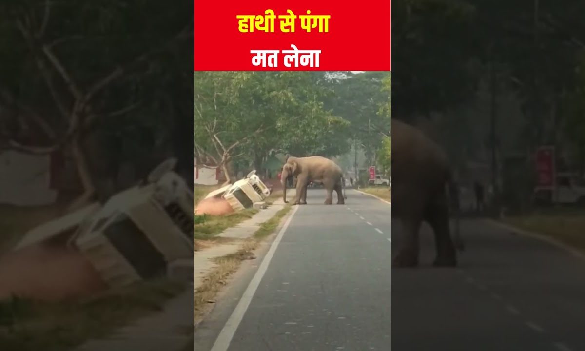 Elephant Video | हाथी से पंगा मत लेना | Viral Video | Elephant Short ...