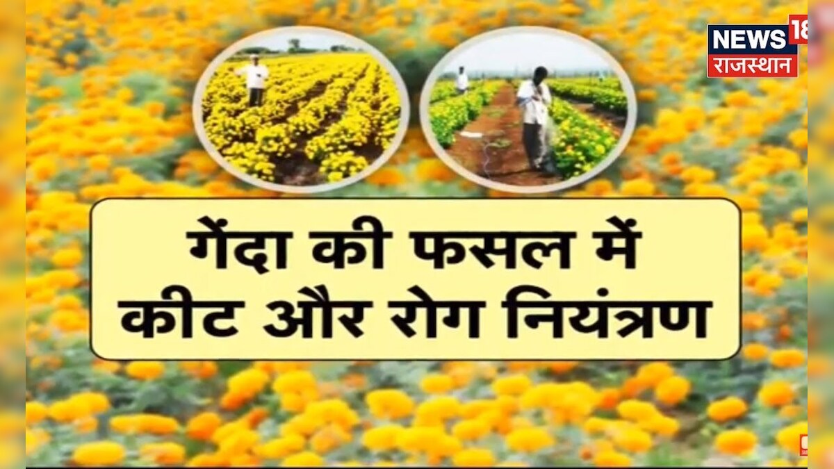 Marigold Farming। जानिए गेंदा की फसल में कीट और रोग नियंत्रण से बचाने ...