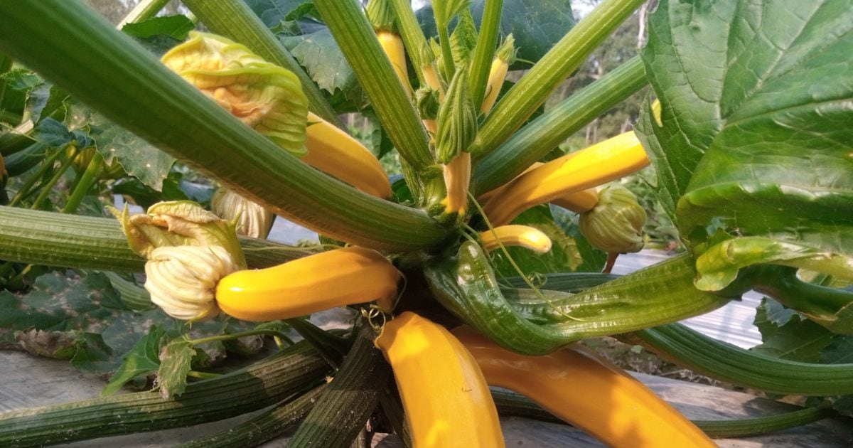 क्या आपने कभी खाई है पीली जुगनी की सब्जी? बाराबंकी के किसान इससे कर रहे ...