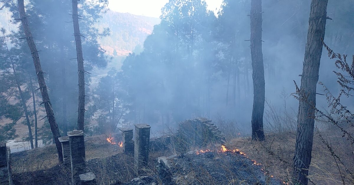 इधर जोशीमठ उधर अल्मोड़ा, बर्फीली ठंड में भी उत्तराखंड के जंगलों में लगी ...