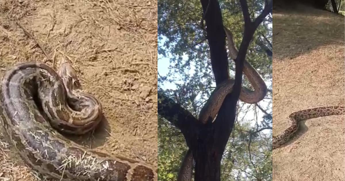 Video: कड़ाके की ठंड में अजगर भी सेंक रहे धूप, क्‍या आपने देखा है ...