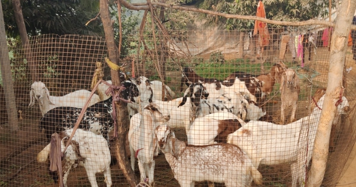 Good News: भेड़ और बकरी पालन पर 50 लाख तक की सब्सिडी, जानें दौसा वाले ...