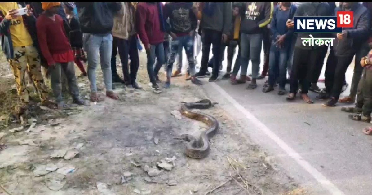 Python Video Siwan: सीवान में सड़क किनारे एक घंटा धूप सेंकता रहा 15 फीट ... Python Video Siwan: सीवान में सड़क किनारे एक घंटा धूप सेंकता रहा 15 फीट ...
