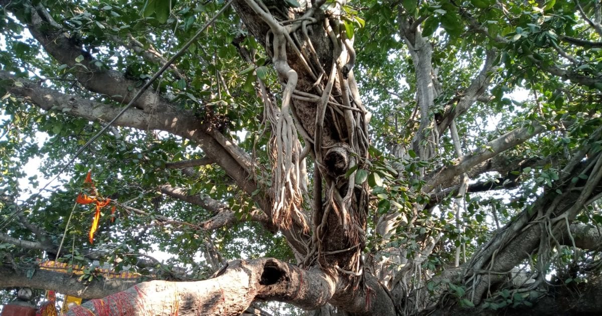 5000 वर्ष पुराना वटवृक्ष, जहां सुकदेव मुनि ने महाराज परीक्षित को सुनाई ...