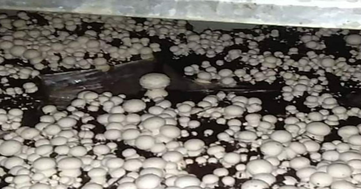 Alwar news: एक किसान मशरूम की खेती से पहले मालामाल फिर हुआ मशहूर, जानिए ...