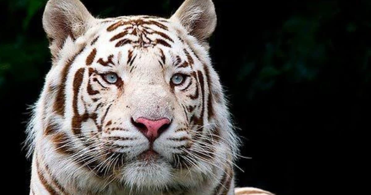 MP White Tiger: दुनिया को कराया सफेद बाघ का दीदार, अब चीते के आगे 'मोहन ...