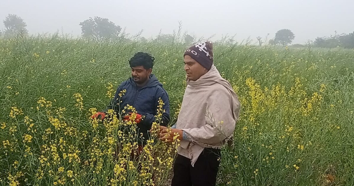 Baran News: बेमौसम बारिश से बढ़ी किसानों की चिंता, फसलें होने लगीं खराब ...